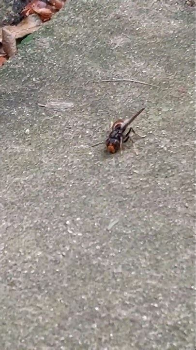 말벌 ㅠㅠ Youtube