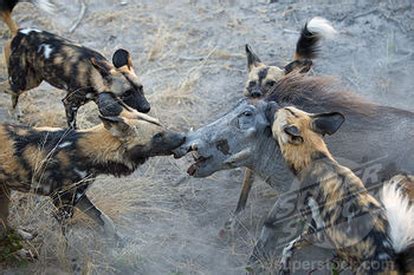 Predator Prey The Savanna Biome