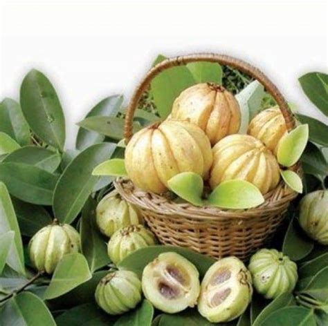 💚 Наистина бях ШОКИРАН колко по лесно беше да ДИШАМ след приема на Билковите капсули за чист