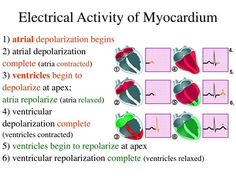 Ppt Chapter 19 The Heart Powerpoint Presentation Free Download Id
