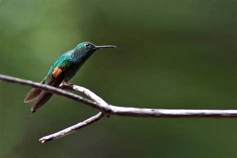 51 Of The Most Colorful Hummingbirds In The World Color Meanings