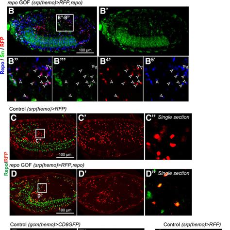 Repo Can Repress Hemocyte Differentiation Srphemogal4 Driver A D
