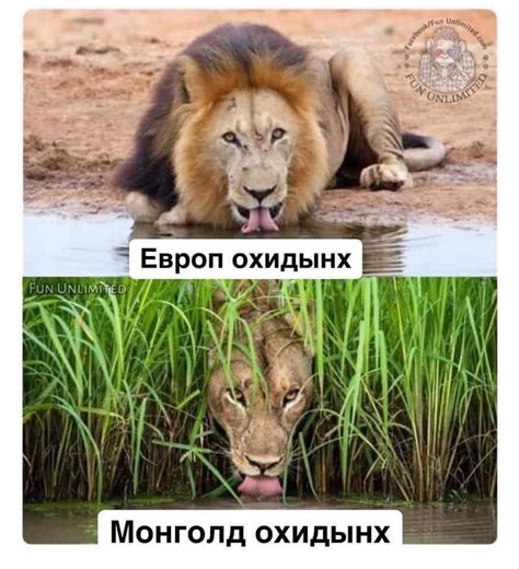 Boroldoin Bus Tsag Боролдойн Бус Цаг Энэ юу гэсэн үг юм бол Mongolia Mongoliangirl