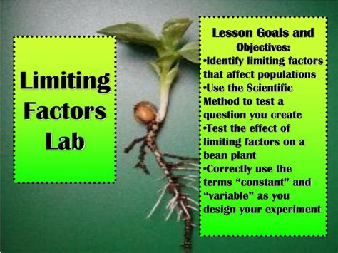PPT Limiting Factors Lab PowerPoint Presentation Free Download ID