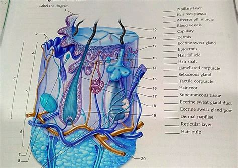 label the diagram papillary layer hair root plexus arrector pili muscle