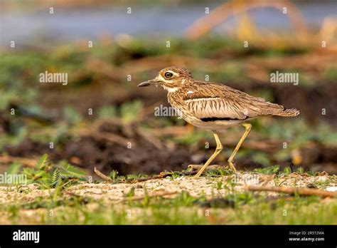 Zambia Kafue Natioinal Park Kafue River Water Thick Knee Or Water