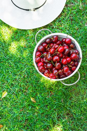 익은 유기농 갓 고른 달콤한 체리 가든에 푸른 잔디에 백색 금속 소 쿠리 비치 모자에 자연 배경입니다 여름 과일 수확 비타민 열매 깨끗 한 먹는 채식주의 개념 0명에 대한