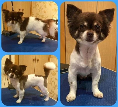 10 Best Long Haired Chihuahua Haircuts Artofit