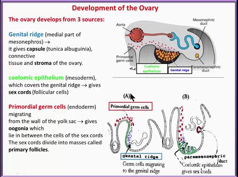 Ppt Comparative Anatomy Urogenital System Powerpoint