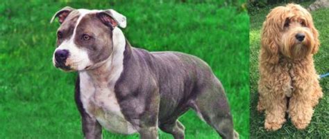 Irish Staffordshire Bull Terrier Vs Cockapoo Breed Comparison