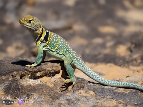 Collared Lizards Habitat And Diet At Tayla Bugnion Blog