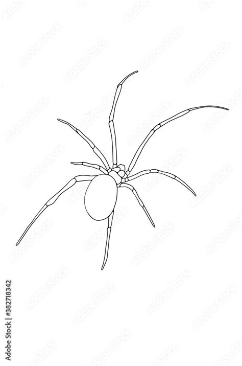 Sketch Of A Black Widow Spider In Black And White White Background