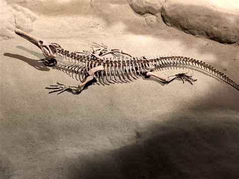 Mesosaurus Fossils Drawing At Clara Garber Blog