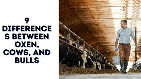 Differences Between Oxen Cows And Bulls Goat Reboot
