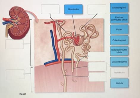 Solved Label The Structures Of A Nephron In The Figure Label The 1 Answer Transtutors