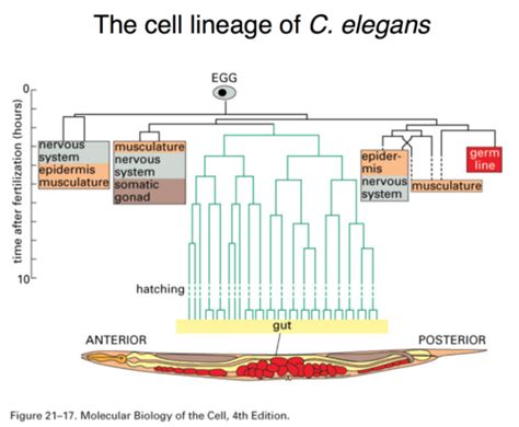 Biol 4004 Exam 1 Lec 1 6 Flashcards Quizlet