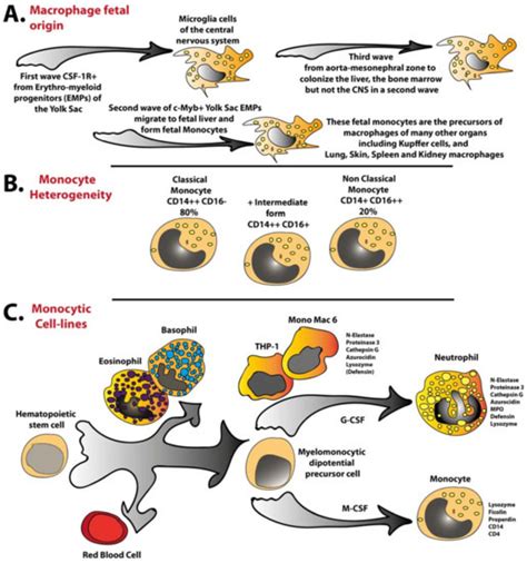 Phenotypic And Functional Heterogeneity Of Monocytes And Macrophages