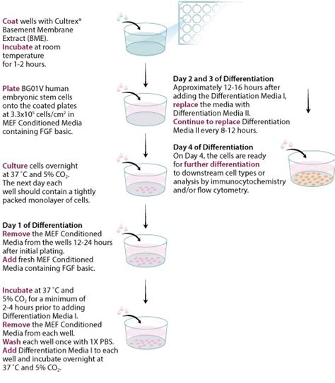 Stemxvivo Endoderm Kit Sc019b Randd Systems