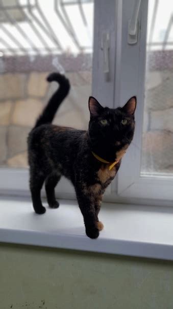 Ищем дом самой обаятельной и привлекательной кисе Чаре Киса в холода оказалась на улице горько