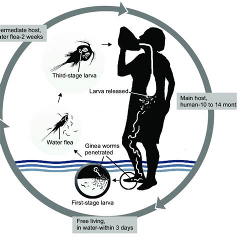 Ascaris Worms Emerging From The Mouth And Nose A Or Mouth B