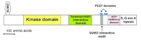 Schematic Summary Of Hipk2 Domain Architecture The Positions Of The