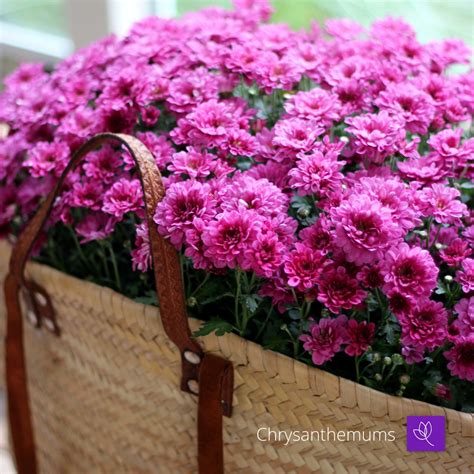 La Prima Flora Flowers Trading Llc Flower Delivery Services Al Quoz