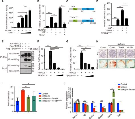 Teads Inhibit Runx2 Activity Independent Of Yap Binding A Effects Of