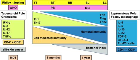 Classification Of Leprosy On The Ridley Jopling Scale Based On