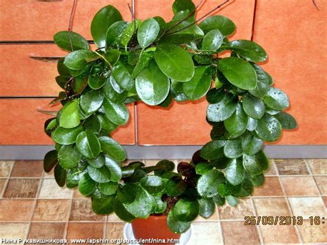 Суккулентные растения, Петр Лапшин, каталог для заказа - succulents by ...
