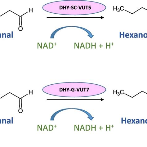 Schematic Representation Of The Enzymatic Reaction Of The Two