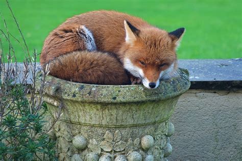 Пушистая клумба ^.^ | Пикабу