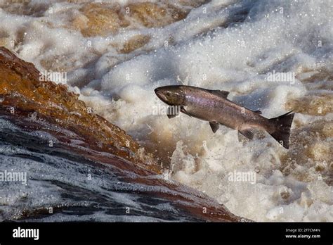 Atlantic Salmon Salmo Salar Leaping On Upstream Migration River Tyne Hexham Northumberland