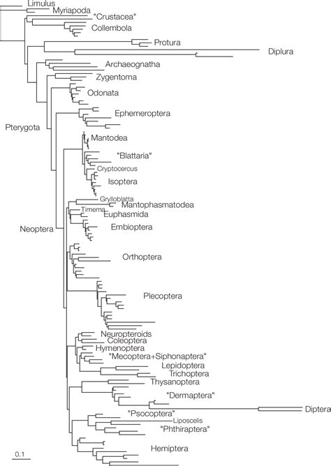Figure 3 From A Molecular Phylogeny Of Hexapoda Semantic Scholar