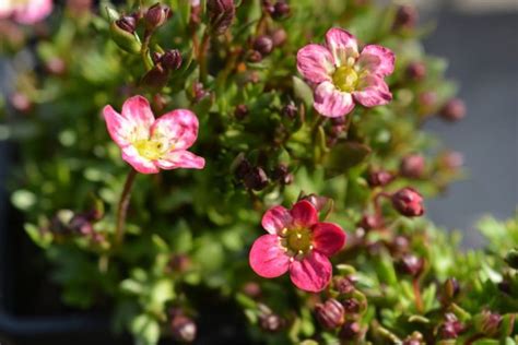 How To Grow Saxifraga Types: Popular For Rockeries, Pots, Stone Walls ...
