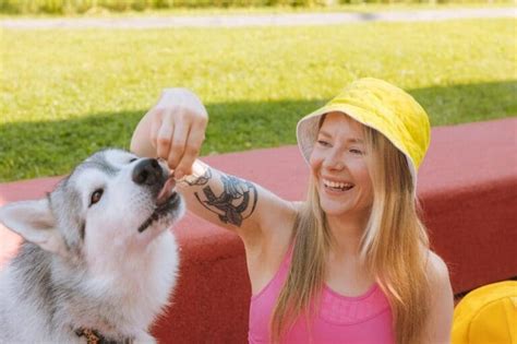 Siberian Husky Training Commands All You Need To Know Pawsometips Com