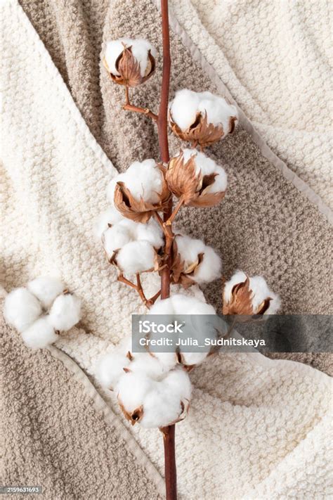 부드러운 목욕 테리 수건 배경에 목화 꽃의 가지 평면도 스파와 웰빙을 위한 친환경 유기농 욕실 액세서리 개인 장식품에 대한 스톡 사진 및 기타 이미지 Istock