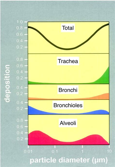 Histology Of The Respiratory System Lab