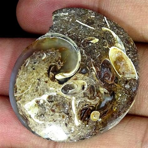 62 60 Cts Natural Fossil Snail Handcrafted Cabochon Gemstone 31x35x8mm