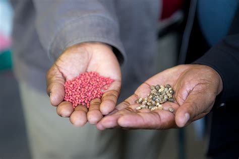 agricultural input and output markets in africa emerging markets program