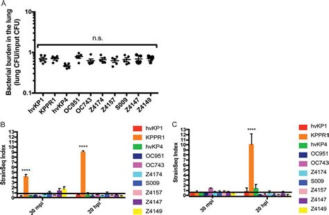 KPPR1 emerges as the dominant strain following intranasal or ...