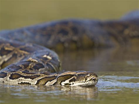 Woman Eaten Alive By Massive Python In Indonesia Toronto Sun