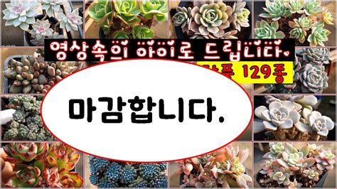 💗11월16일 대소다육 💗단품 129종 영상속의 바로 그아이로 드립니다예쁜아이들 총집합 쨍하게 물든 가을다육이 보러오세요