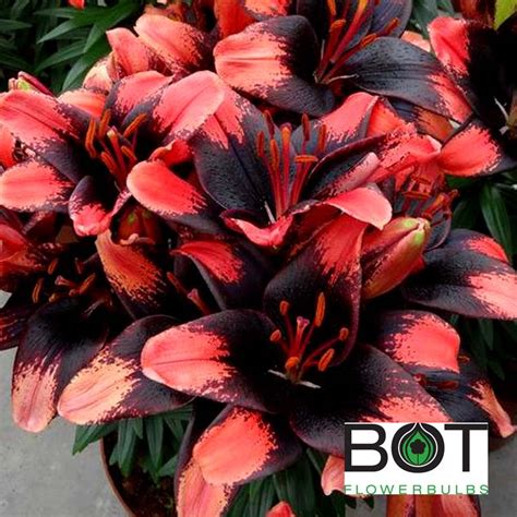 Tiny Shadow Bot Flowerbulbs