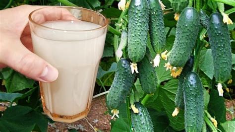 Огурцы прут и не болеют! СРОЧНО дайте это ЛЕТОМ Огурцам! Сразу обильно ...