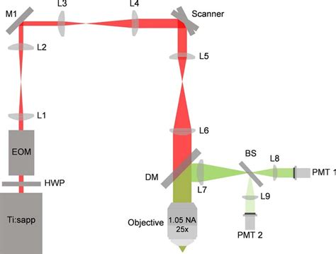 Simultaneous Low Snr And High Snr Two Photon Imaging System Microscope