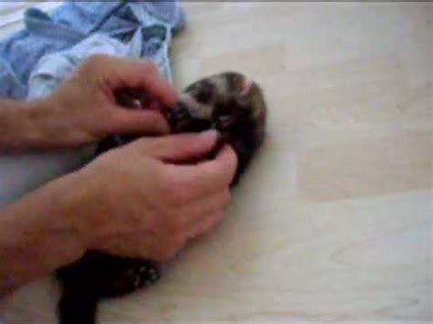 Dennis A Kis Vad Szg R Ny Frettchen Ferret Baby Youtube