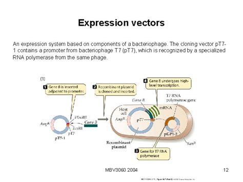 Microbial Genomics Genetic Engineering Dna Sequencing Of Bacterial