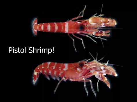 Pistol Shrimp Pptx Fish And Aquariums Pets
