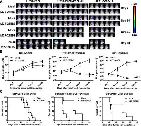 Figure 1 From Selective Targeting Of Glioblastoma With Egfrviii Egfr Bitargeted Chimeric Antigen