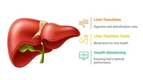 understanding liver function tests lfts and abnormal results